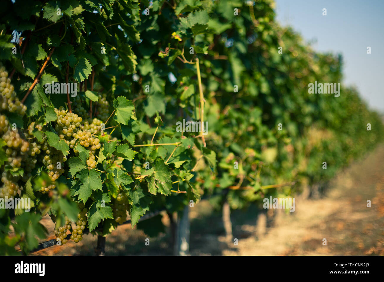 Straight rows of vineyards on the farm Stock Photo - Alamy