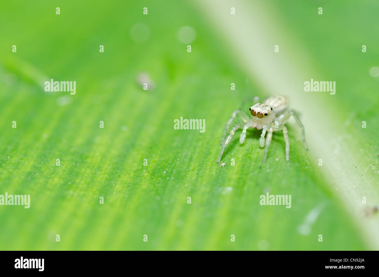 jumping spider in green nature or in the garden Stock Photo - Alamy