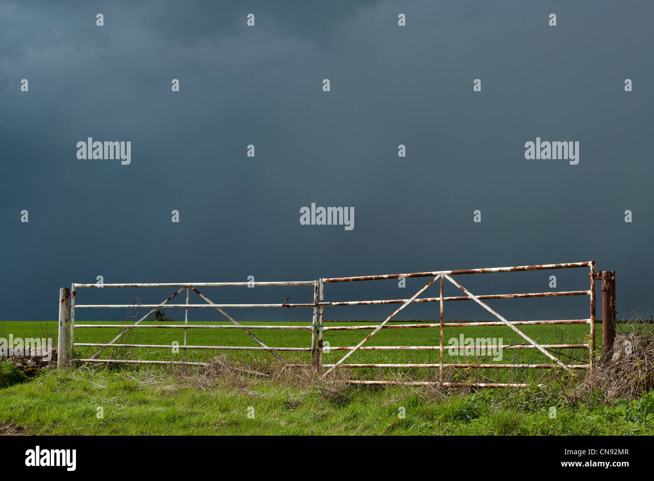 Stormy rain clouds over a sun lit wheat field in the English ...