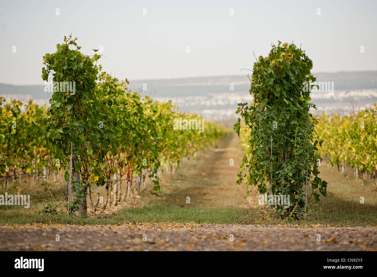 Straight rows hi-res stock photography and images - Alamy