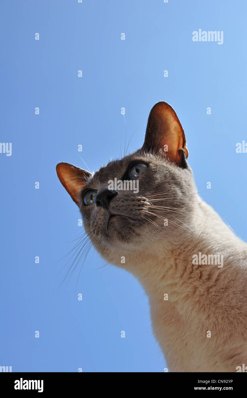 Siamese Blue Point cat Stock Photo - Alamy