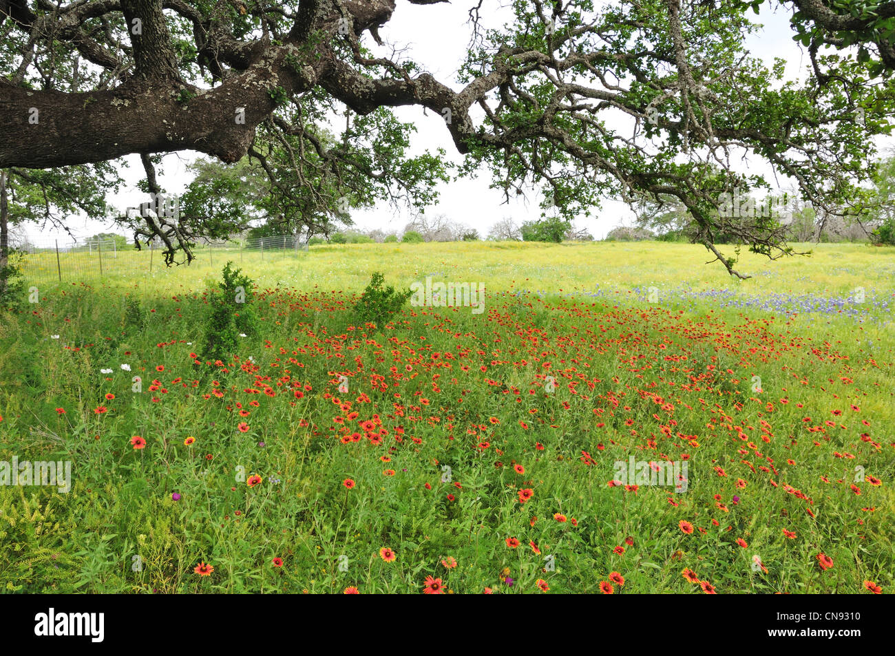 Live oak trees texas hill country hi-res stock photography and images ...