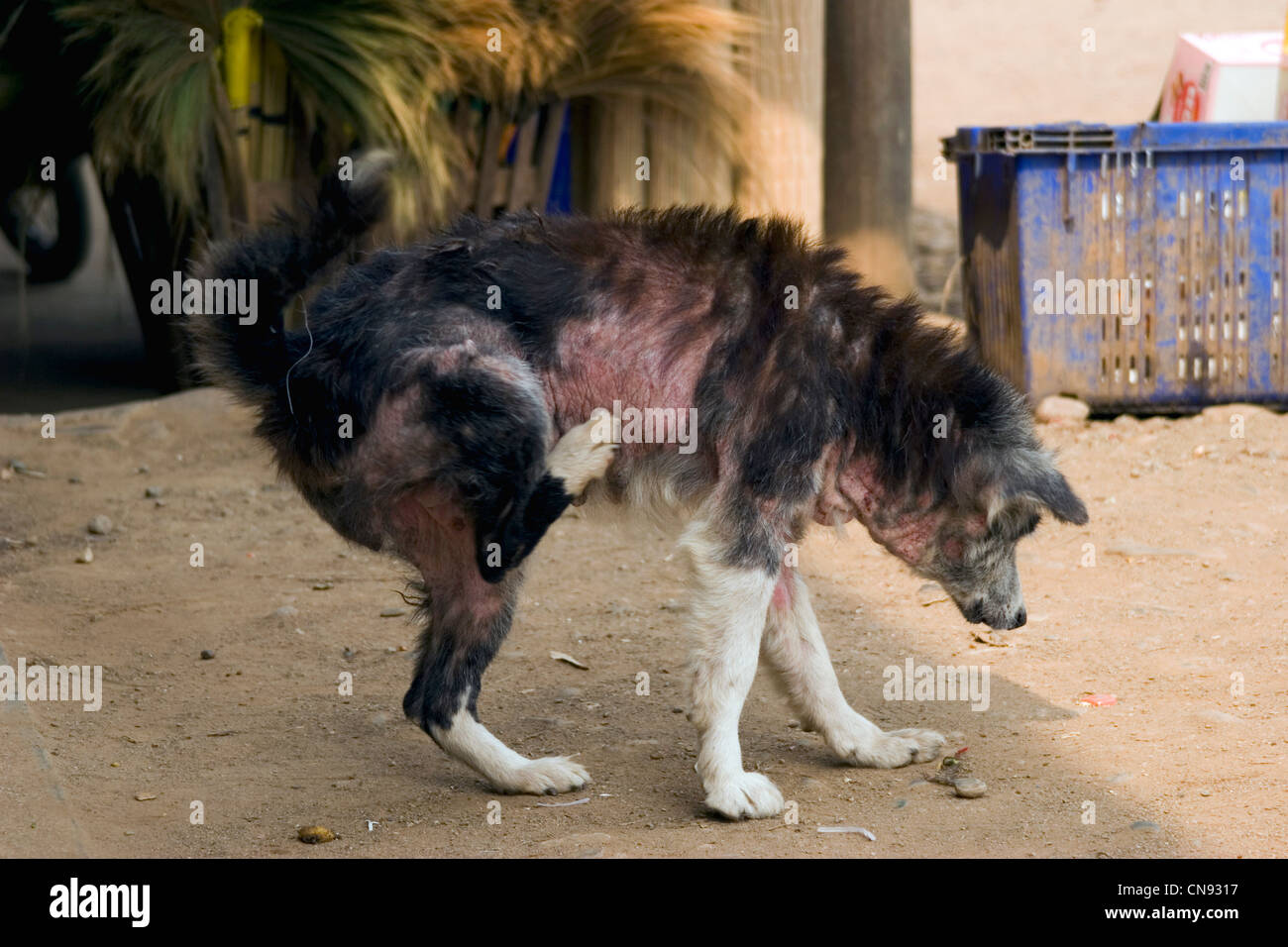 A dog is scratching itself in Pang Ma Pha (Sappong) Thailand Stock ...