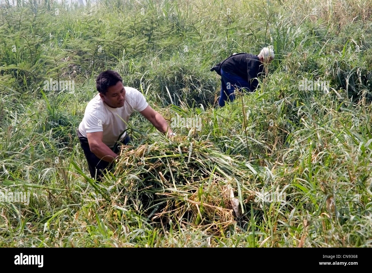 A man and a woman who are farmers are to a field by cutting grass in ...