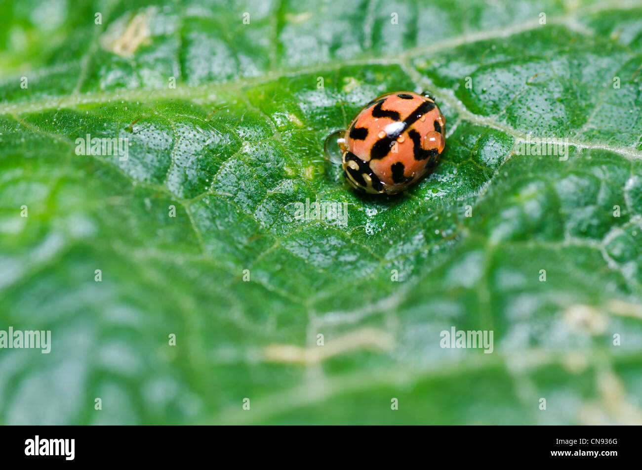ladybug in green nature or in the garden Stock Photo - Alamy