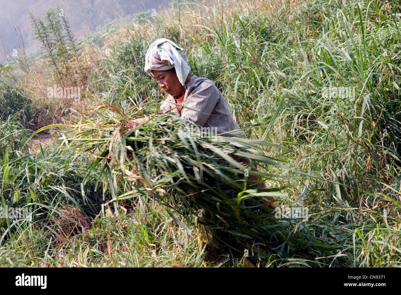A woman farmer is tending to a field by cutting grass in Sappong (Pang ...