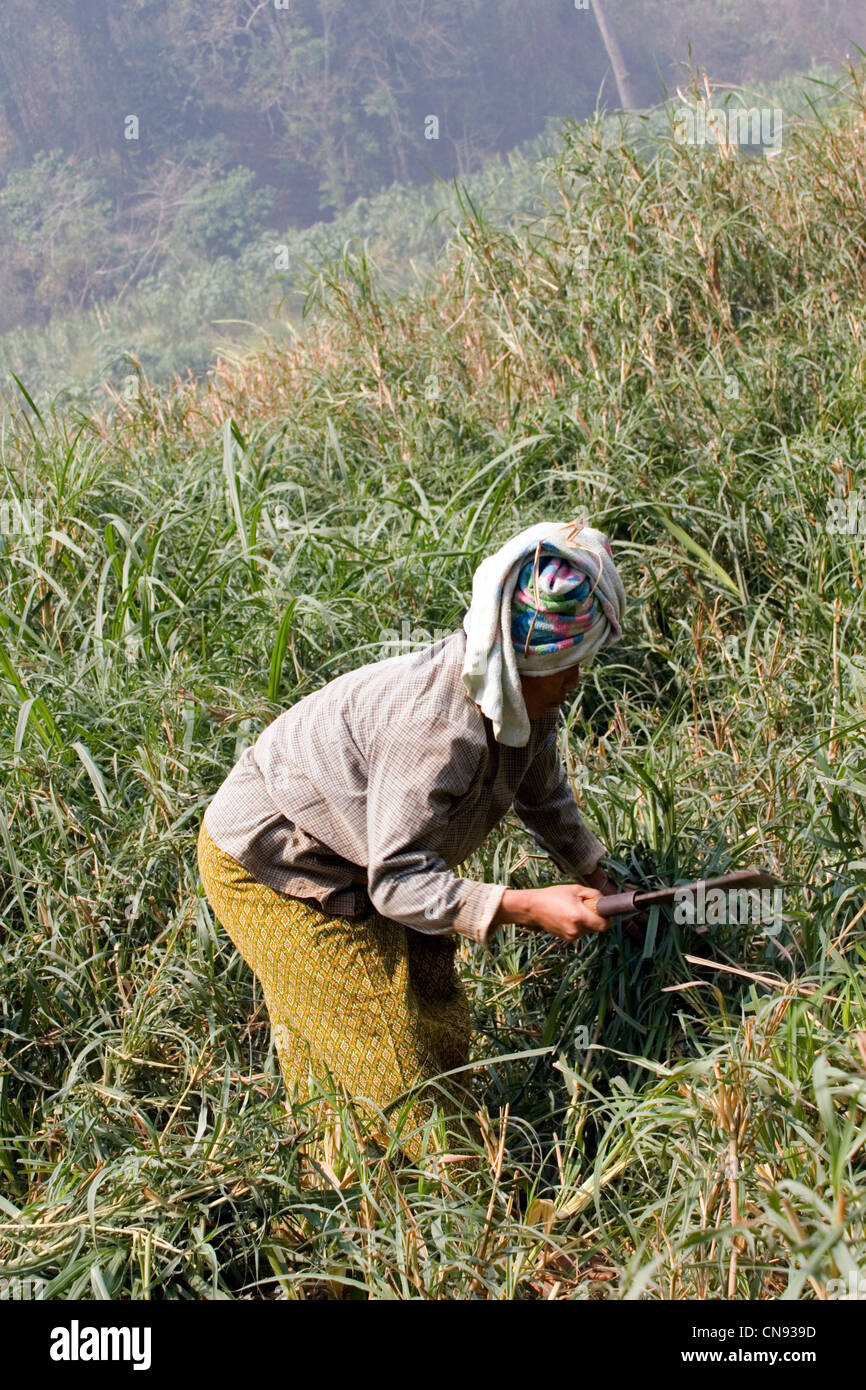 A woman farmer is tending to a field by cutting grass in Sappong (Pang ...