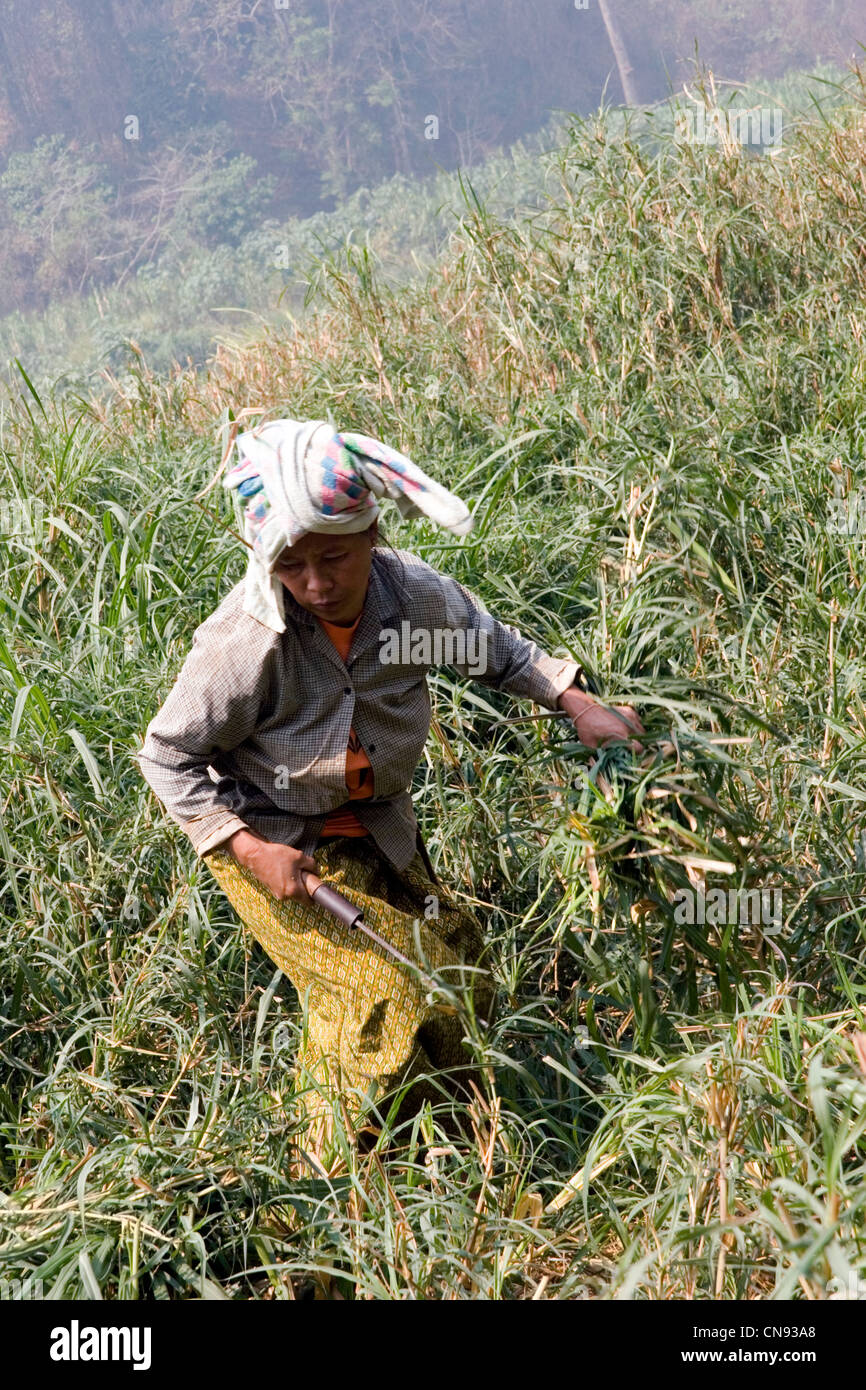 A woman farmer is tending to a field by cutting grass in Sappong (Pang ...