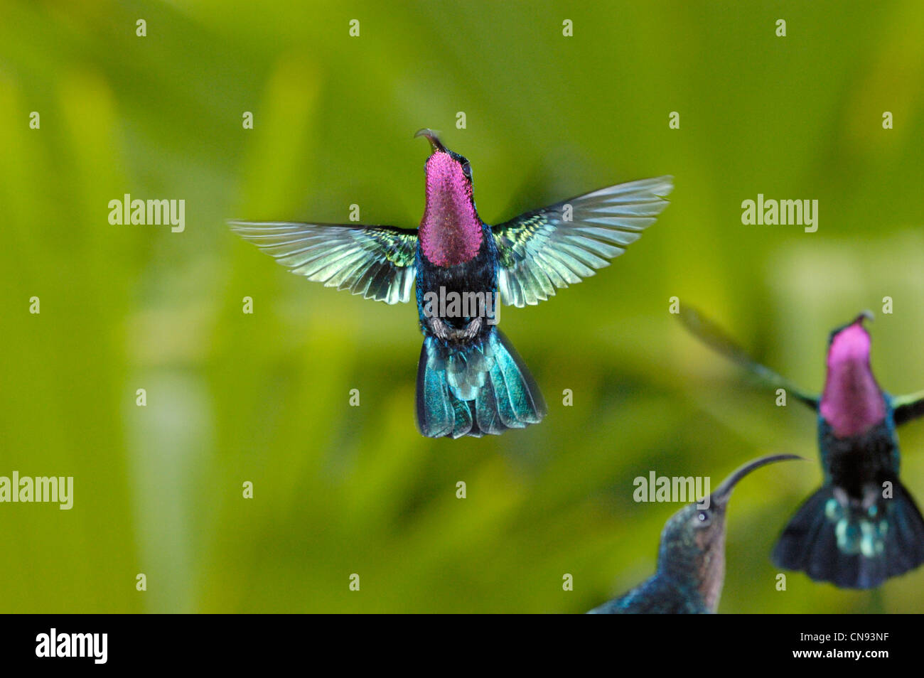 France, Martinique , Jungle of Martinique, hummingbird (Eulampis ...