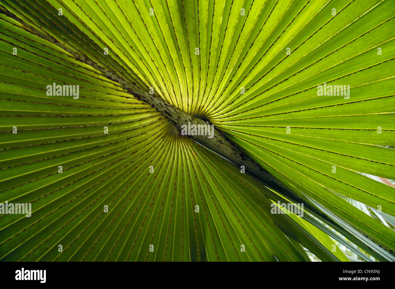 Balata tree hi-res stock photography and images - Alamy
