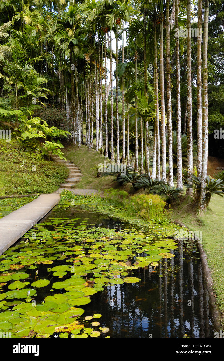 Balata tree hi-res stock photography and images - Alamy