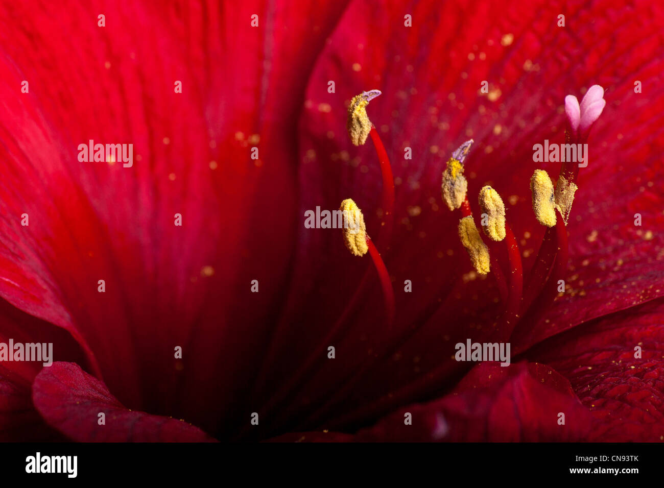 Close up shot of large red Lily flower Stock Photo - Alamy