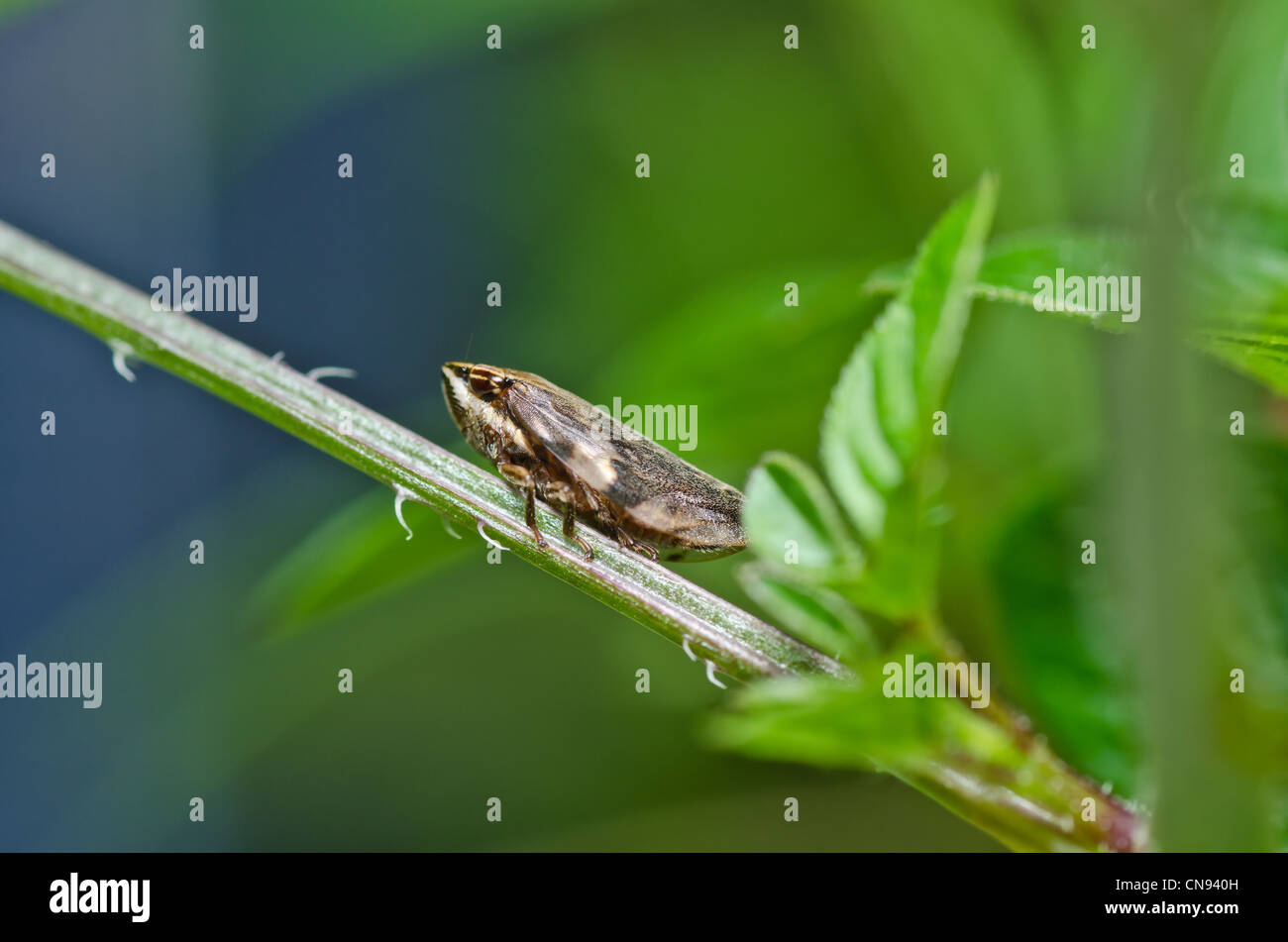 Aphid insect in green nature or in the garden Stock Photo - Alamy