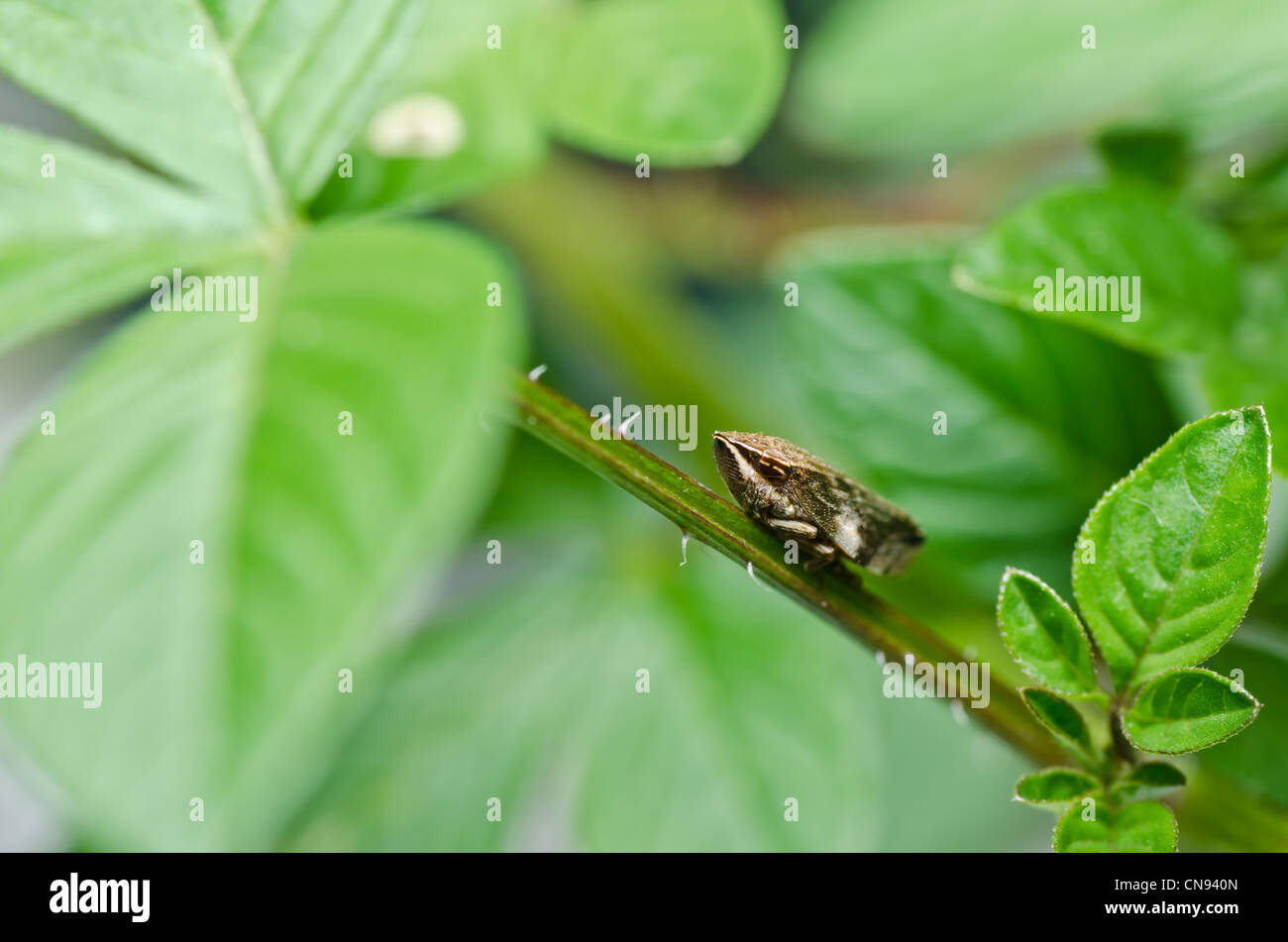 Aphid insect in green nature or in the garden Stock Photo - Alamy