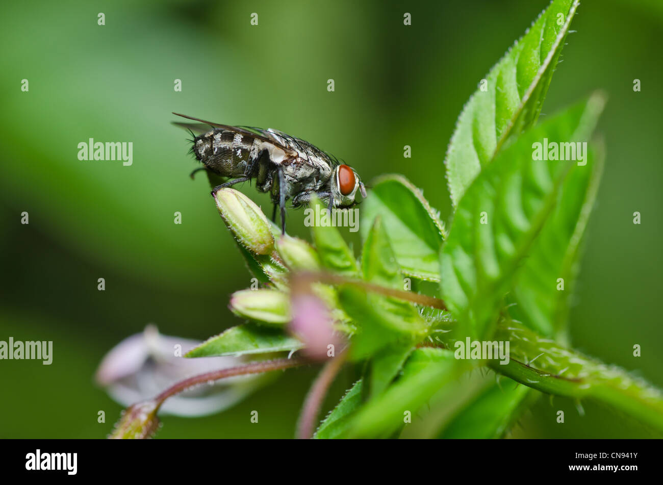 fly in green nature or in the city Stock Photo - Alamy