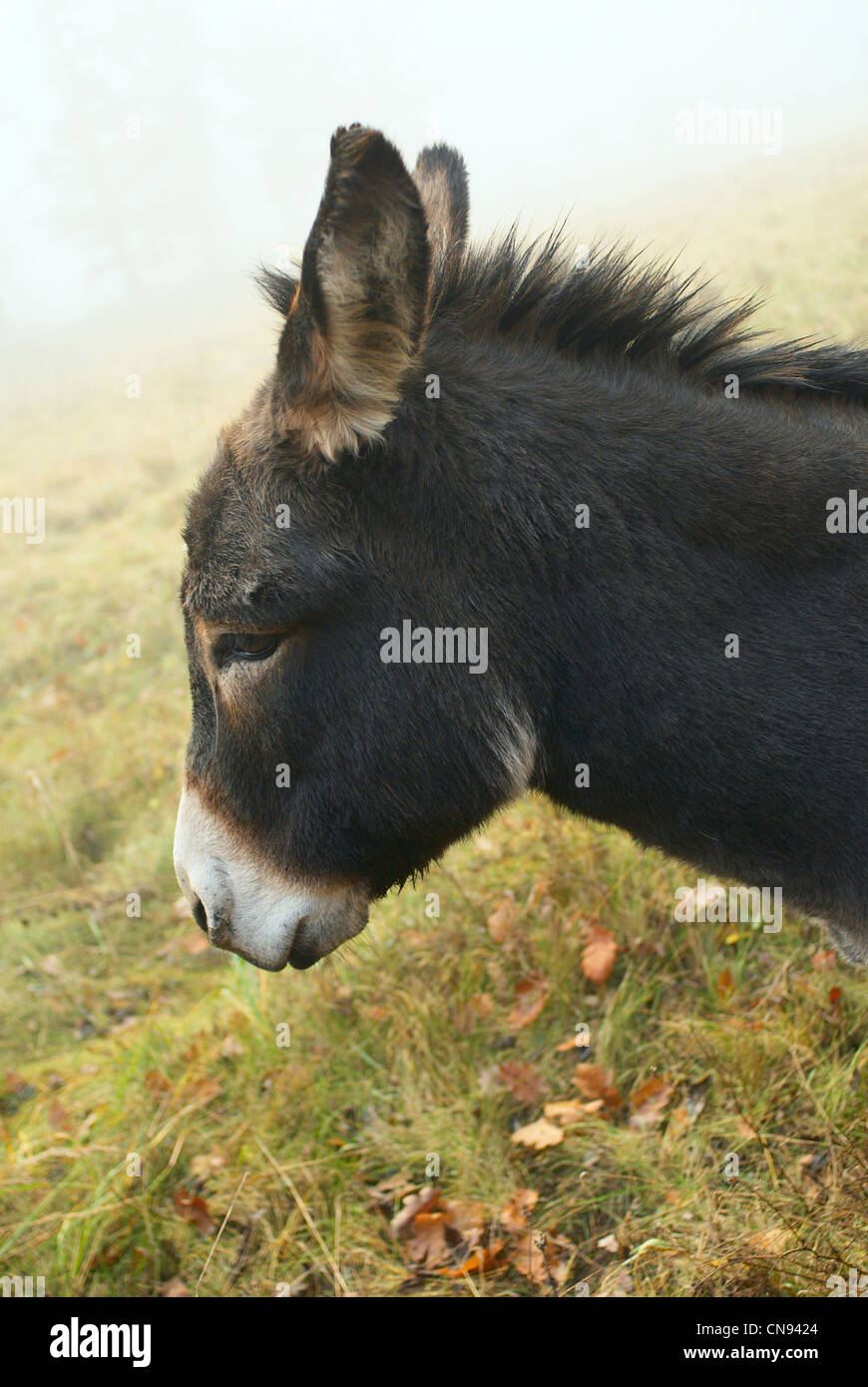 Donkey skin hi-res stock photography and images - Alamy