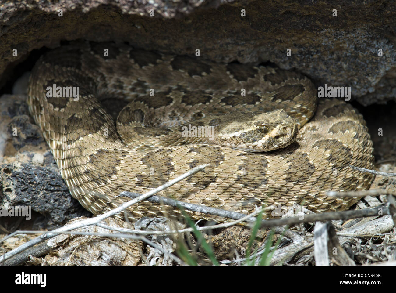 Prairie Rattlesnake, (Crotalus viridis), laying out at a den in the ...