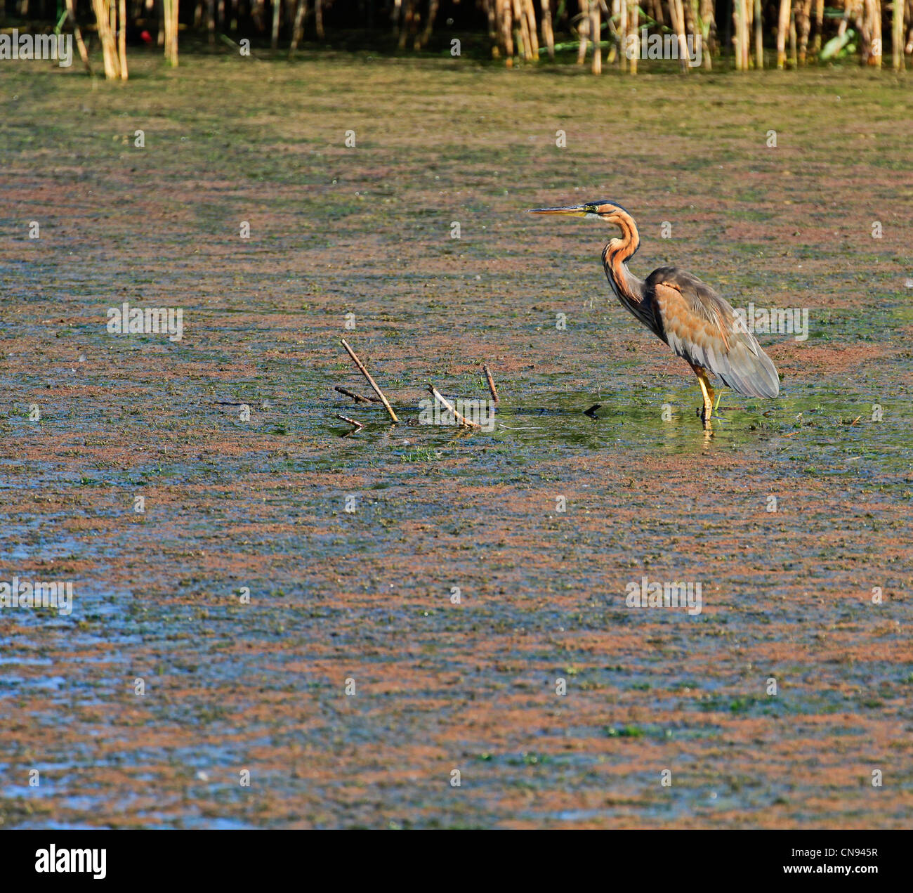Purple Heron (Ardea purpurea) at Intaka Bird Sanctuary near Cape Town ...