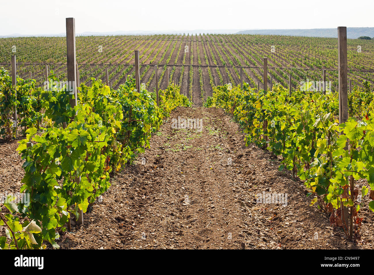 Straight rows hi-res stock photography and images - Alamy