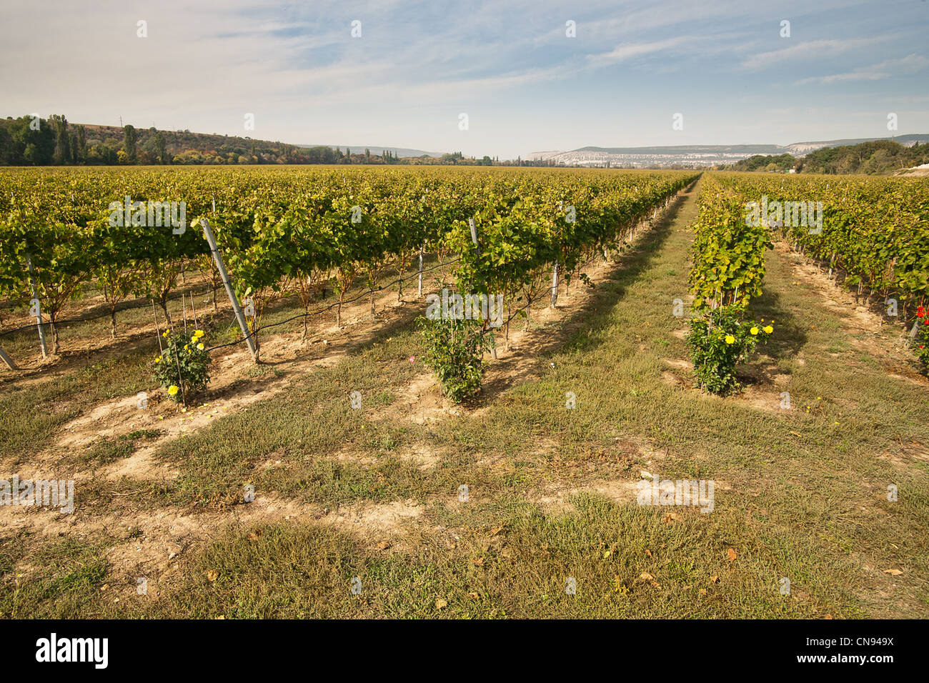Straight rows of vineyards on the farm Stock Photo - Alamy