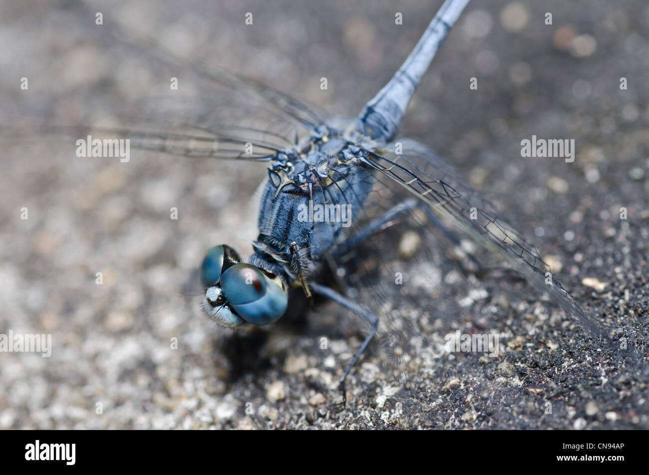 dragonfly in garden or in green nature Stock Photo - Alamy