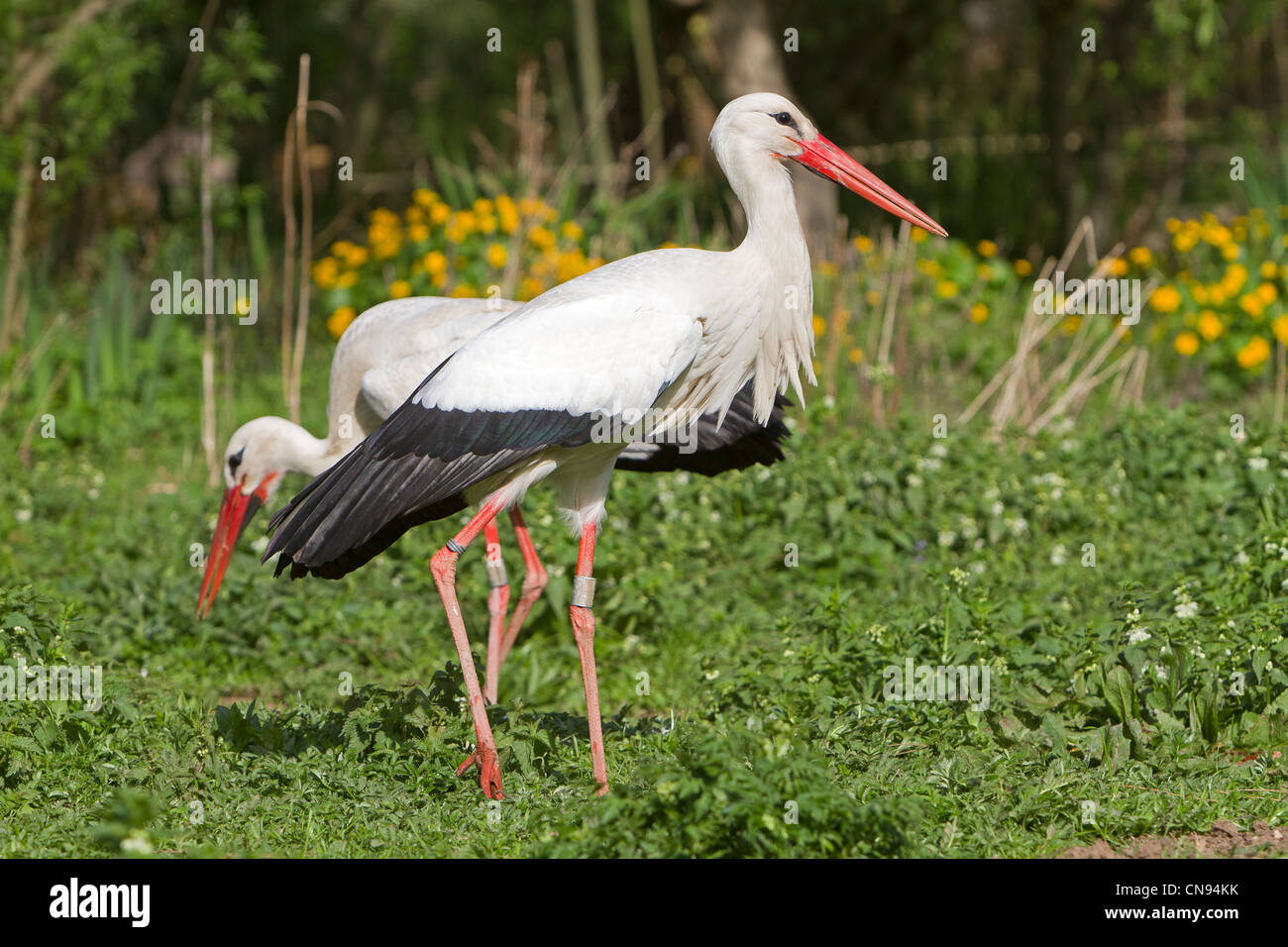 France, Haut Rhin, Hunawihr, stork the centre for reintroduction of ...