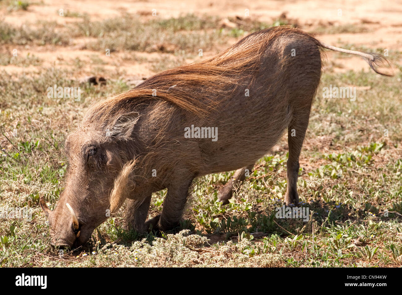 Female adult warthog Addo Elephant Park, Garden Route, South Africa ...