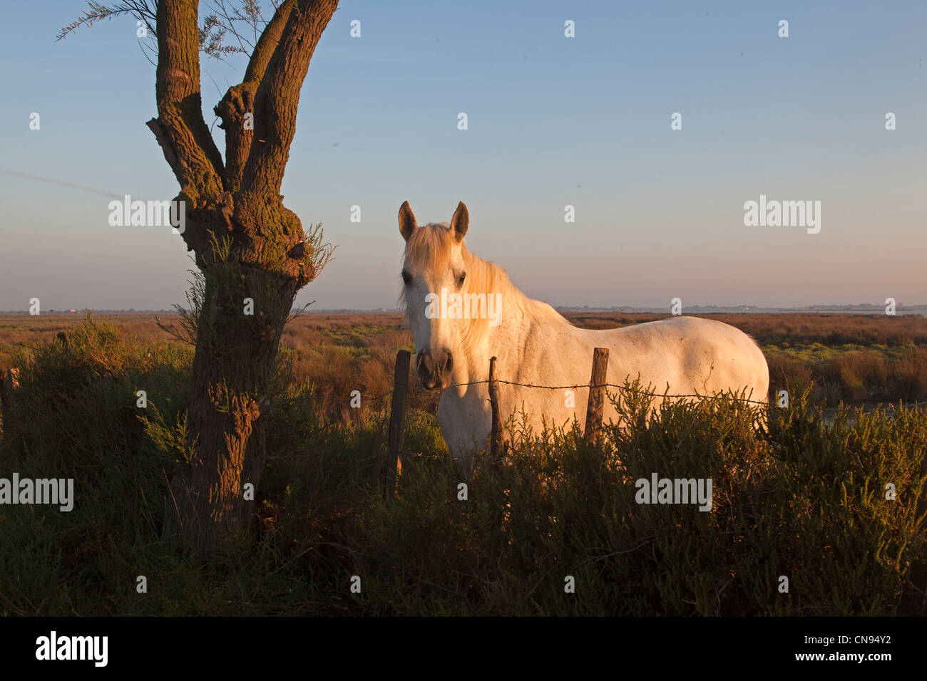 France, Bouches du Rhone, Parc Naturel Regional de Camargue (Natural ...