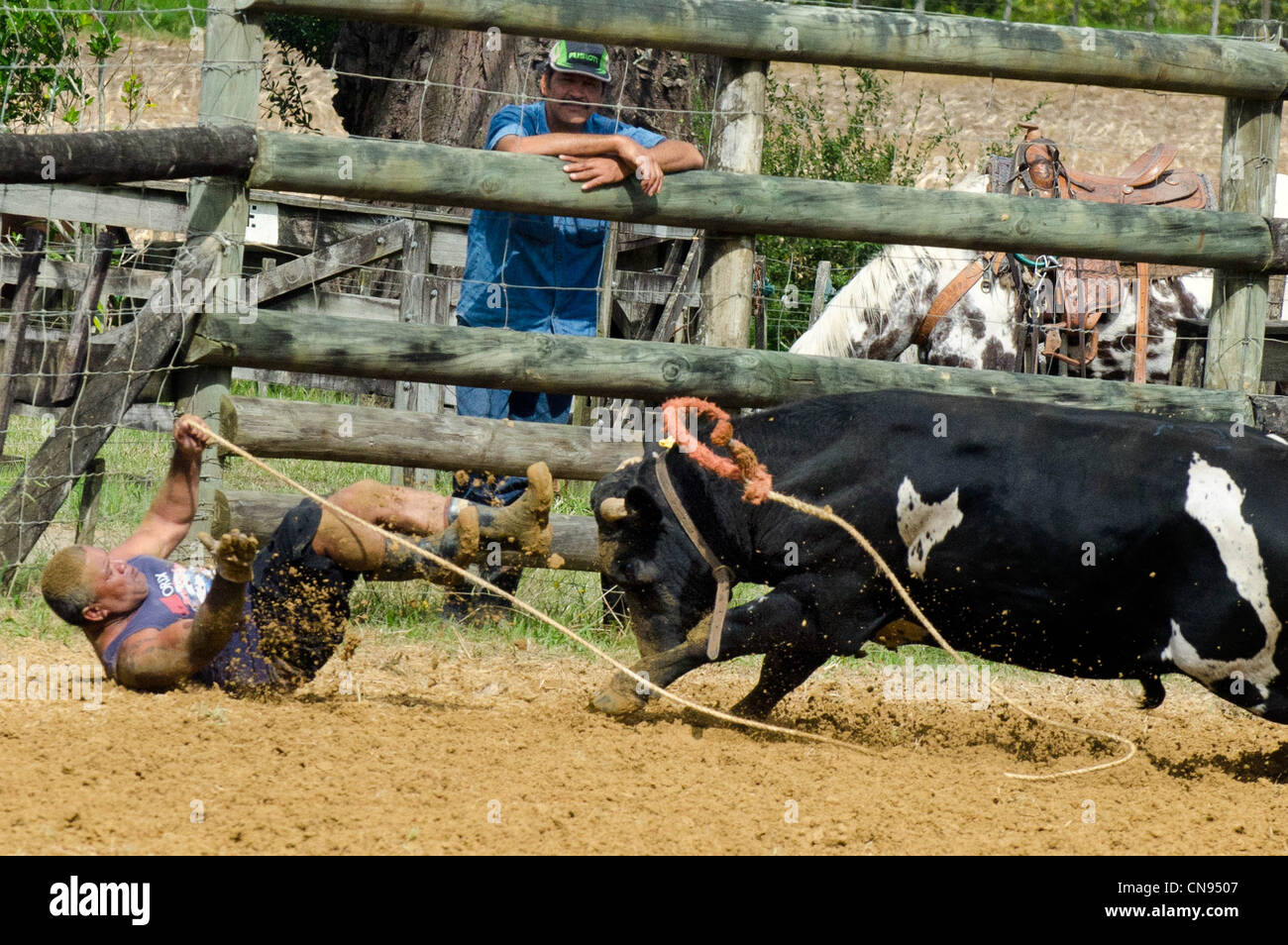 Bull Catching High Resolution Stock Photography and Images - Alamy