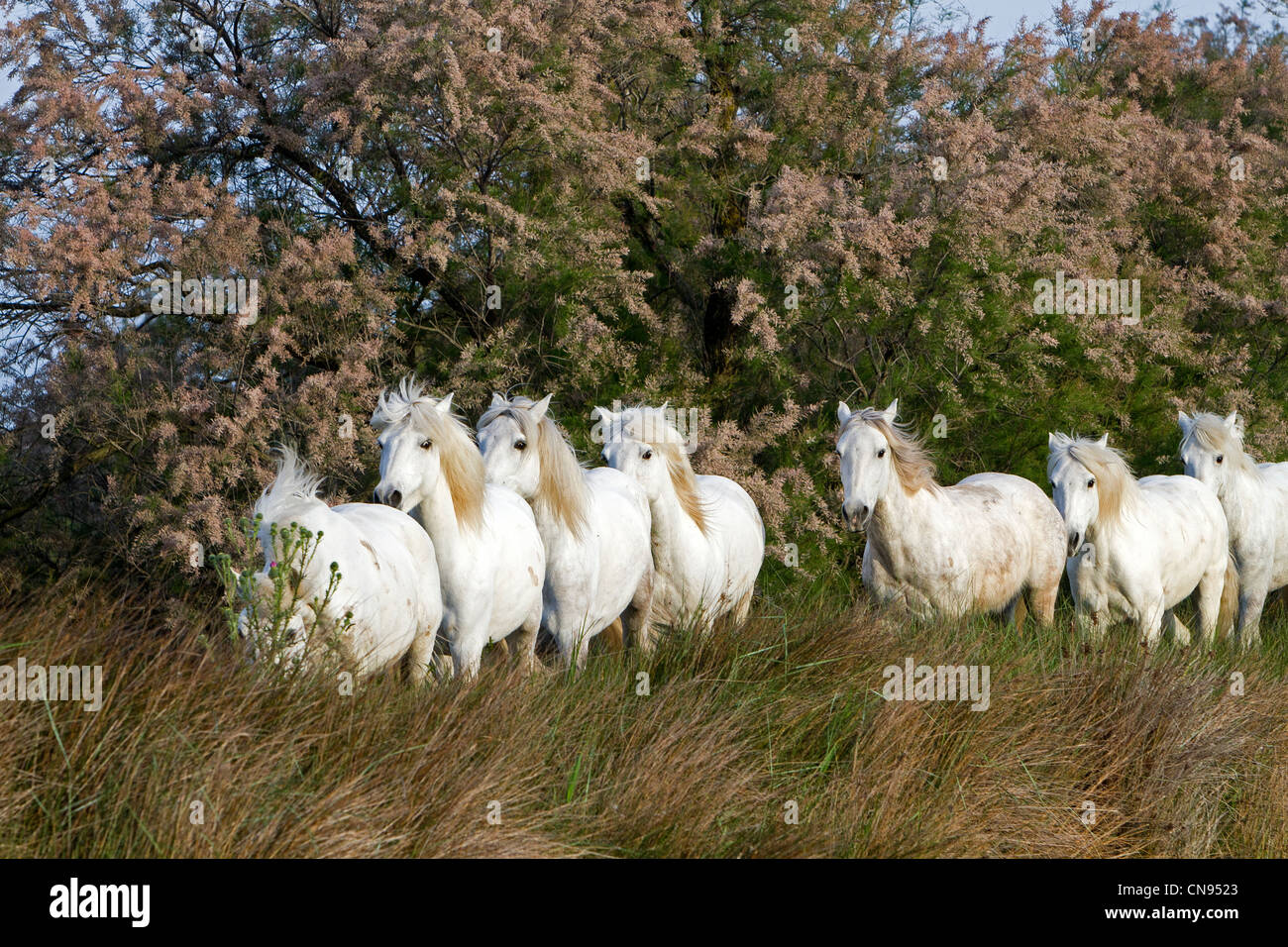 France, Bouches du Rhone, Parc Naturel Regional de Camargue (Natural ...