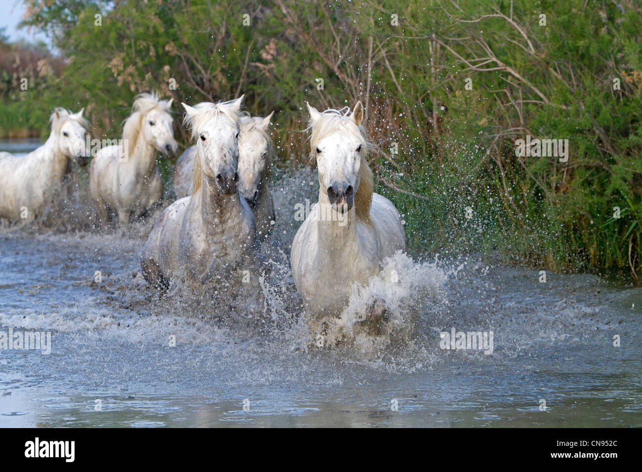 France, Bouches du Rhone, Parc Naturel Regional de Camargue (Natural ...