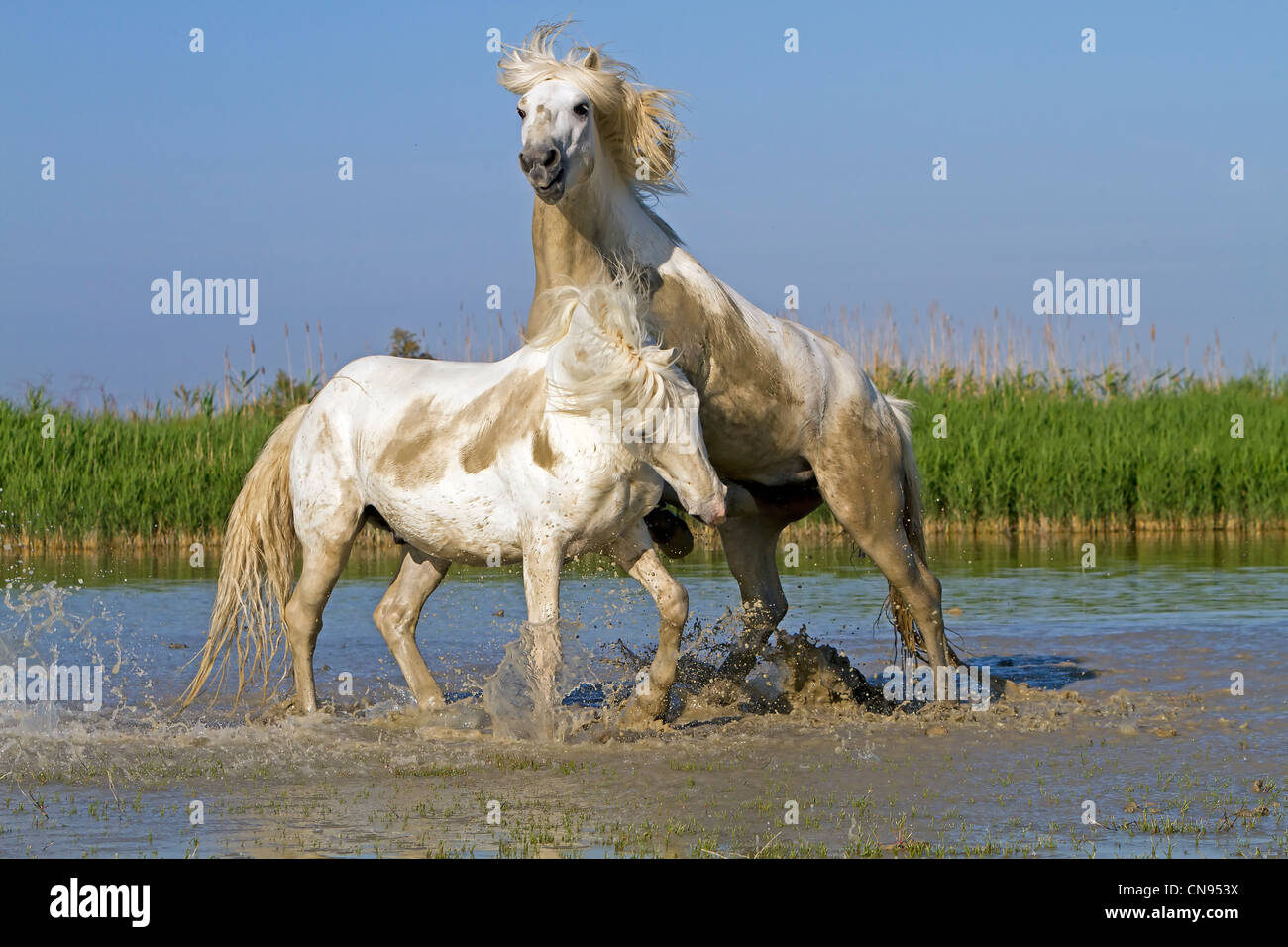 France, Bouches du Rhone, Parc Naturel Regional de Camargue (Natural ...