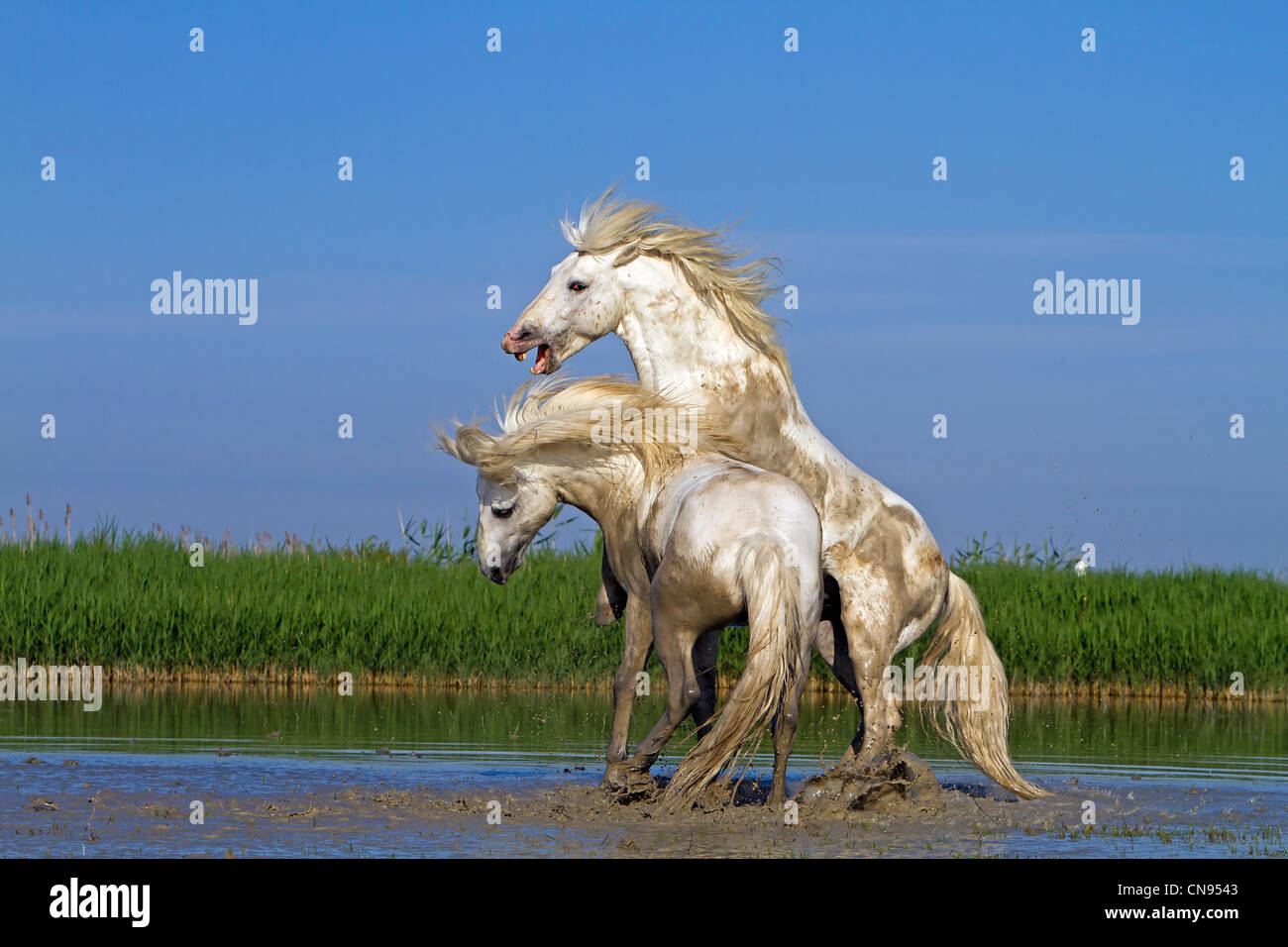 France, Bouches du Rhone, Parc Naturel Regional de Camargue (Natural ...