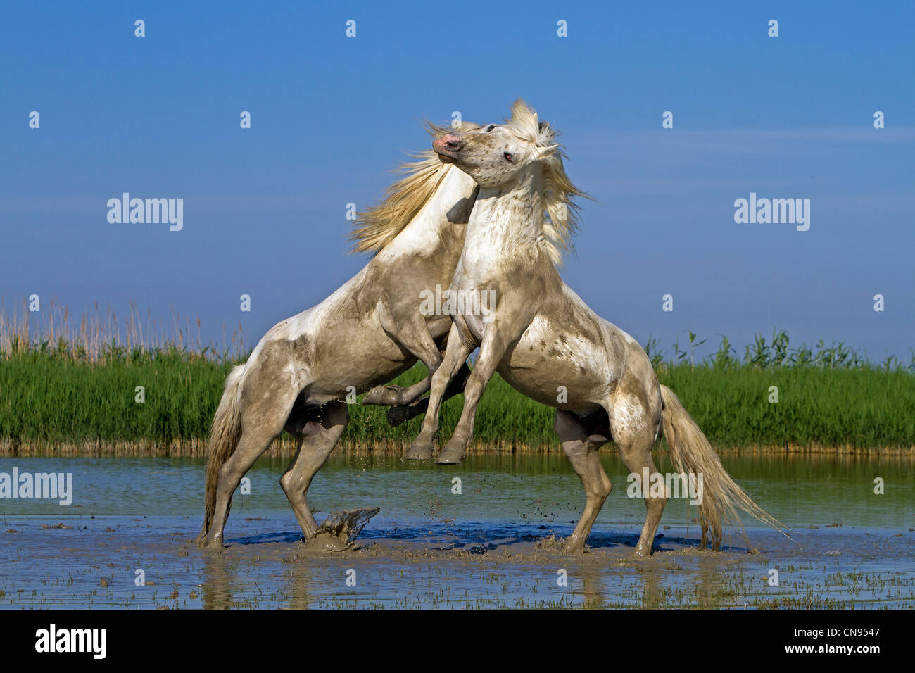 France, Bouches du Rhone, Parc Naturel Regional de Camargue (Natural ...