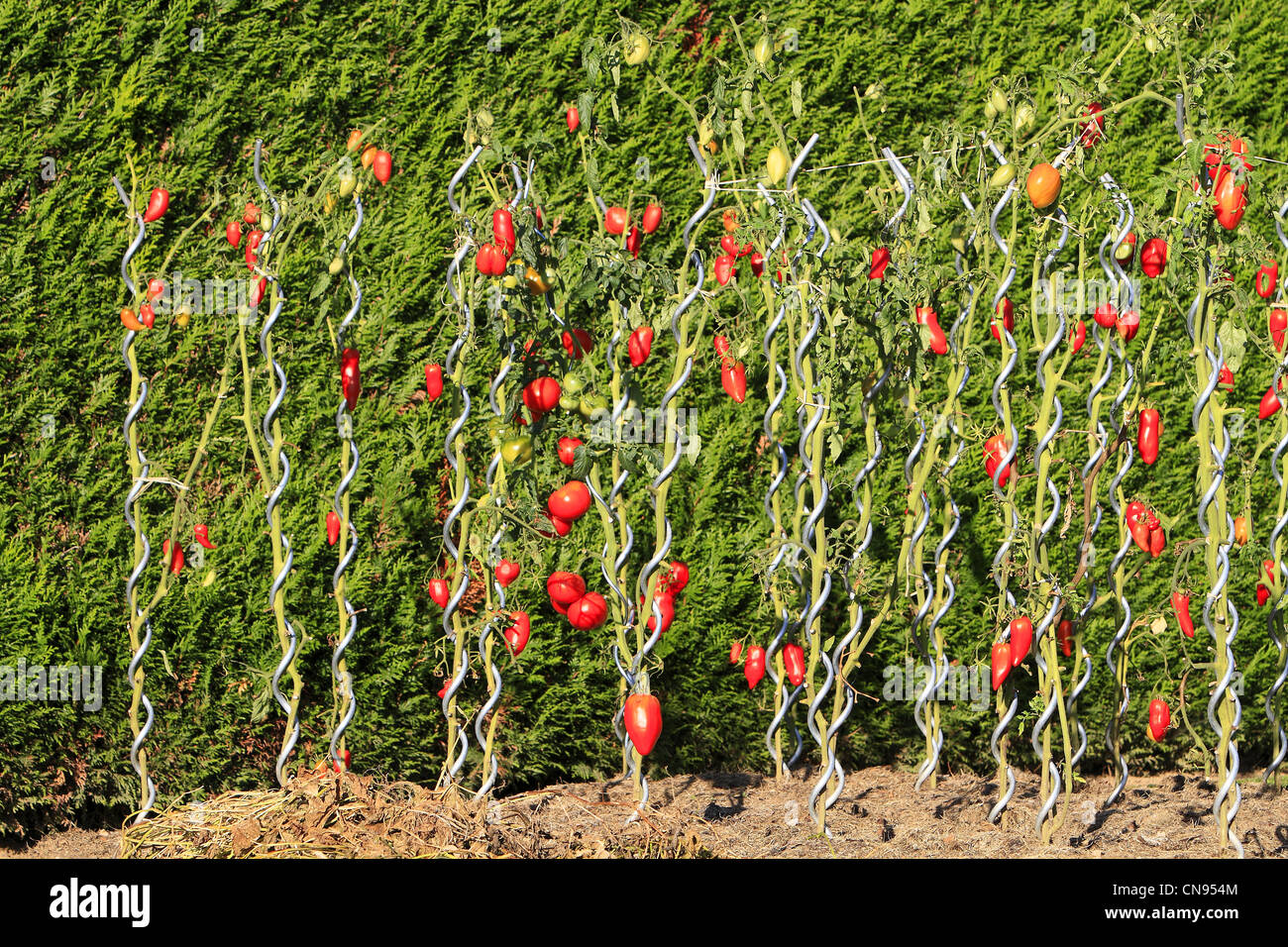 France, Bas Rhin, tomato plants (Solanum lycopersicum Stock Photo - Alamy