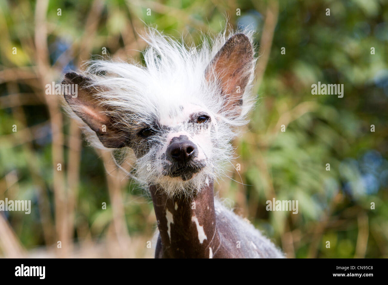 France, Bouches du Rhone, Chinese Crested Dog, Chinese Hairless Dog ...