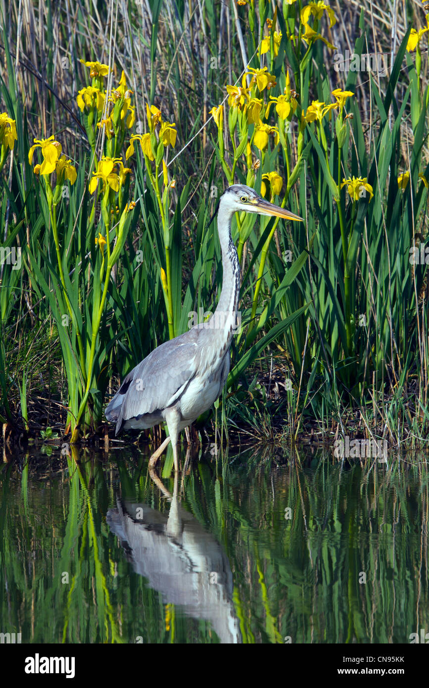 France, Bouches du Rhone, Parc Naturel Regional de Camargue (Natural ...