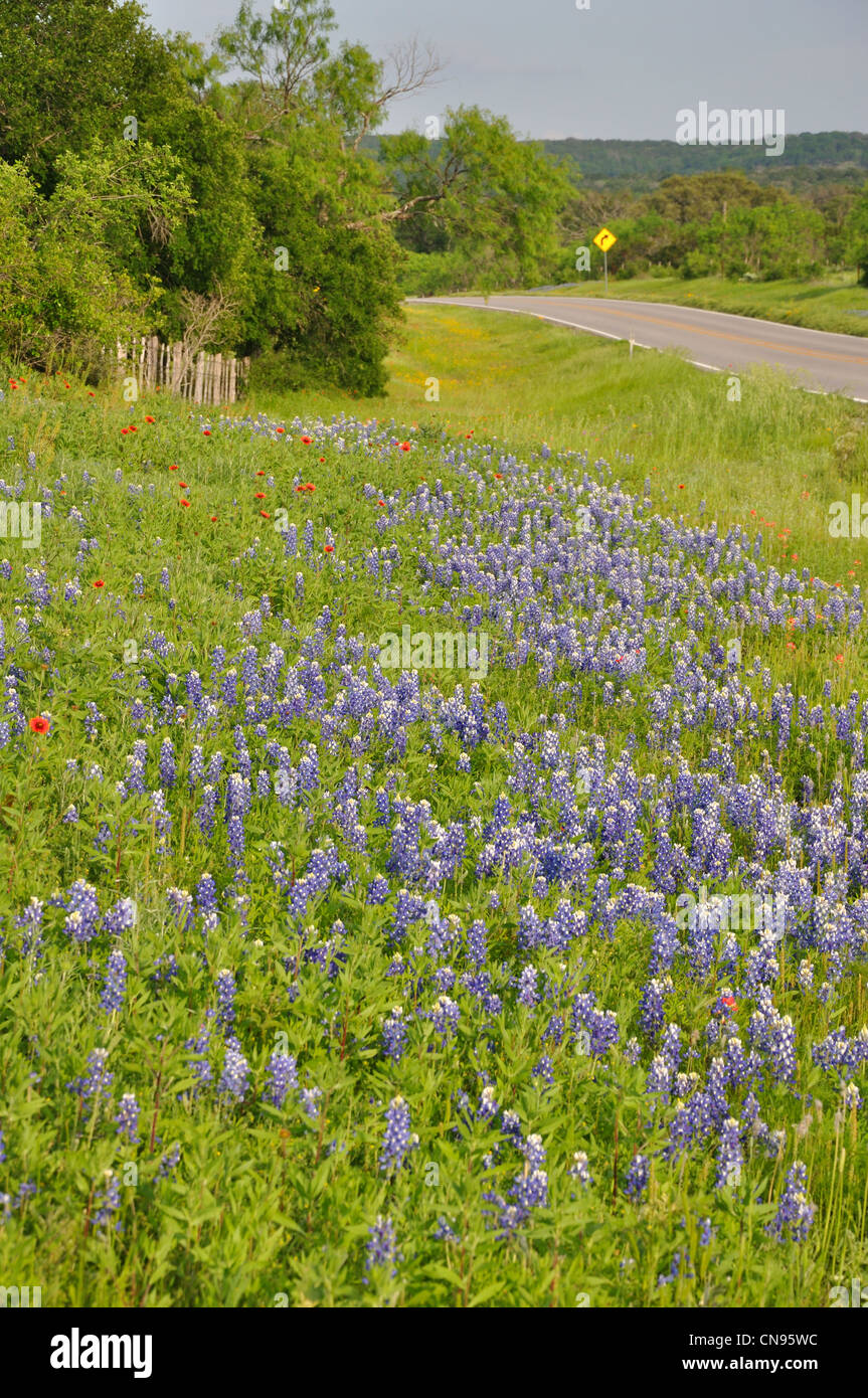 Bluebonets hi-res stock photography and images - Alamy
