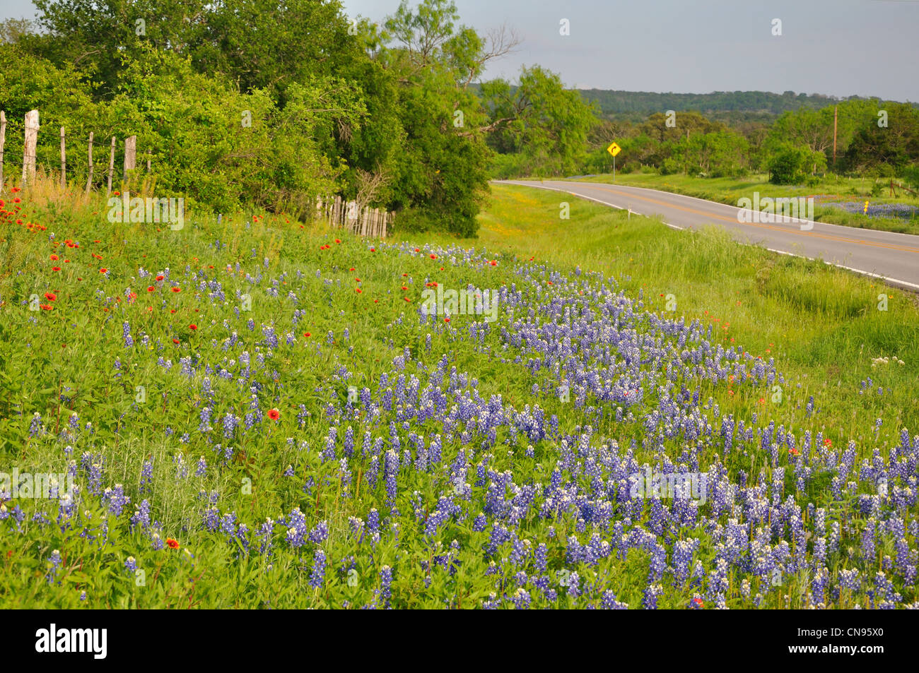 Scenic road and bluebonnets, Texas, USA Stock Photo - Alamy