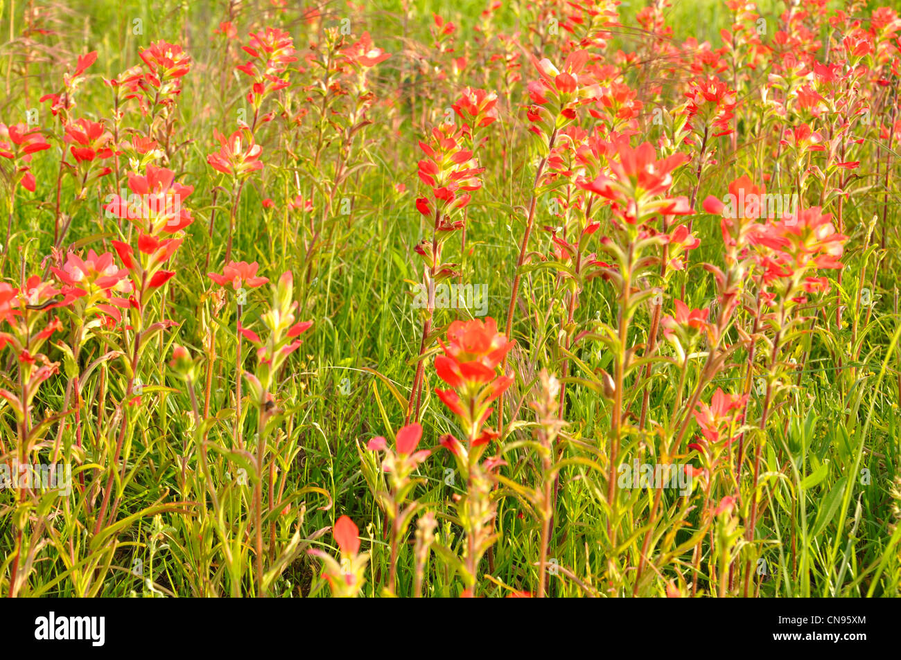 Indian paintbrush Castilleja indivisa Entireleaf, Texas, USA Stock ...
