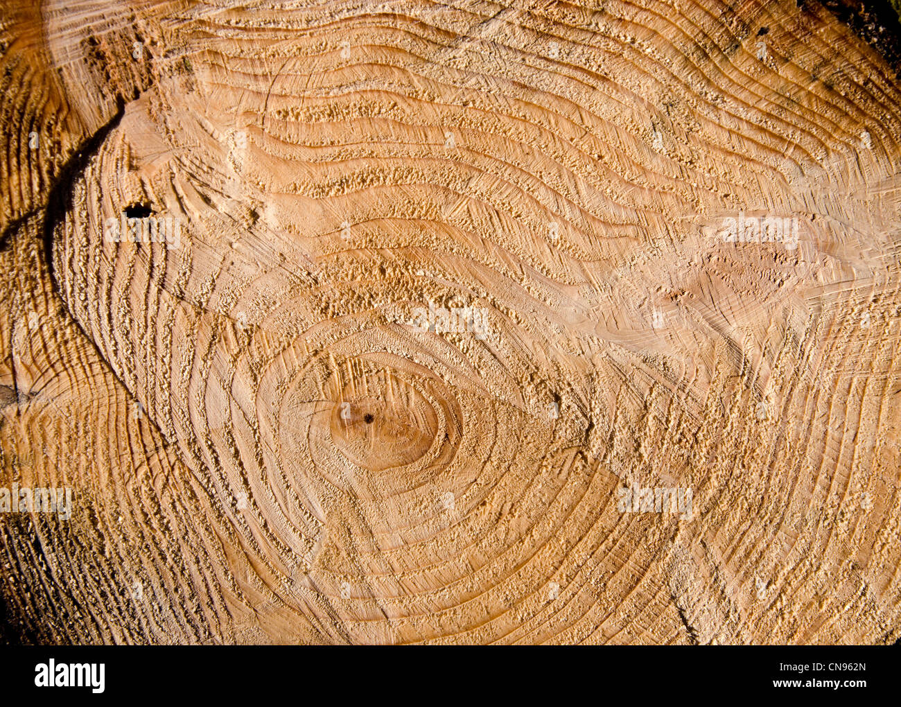 Ant texture hi-res stock photography and images - Alamy