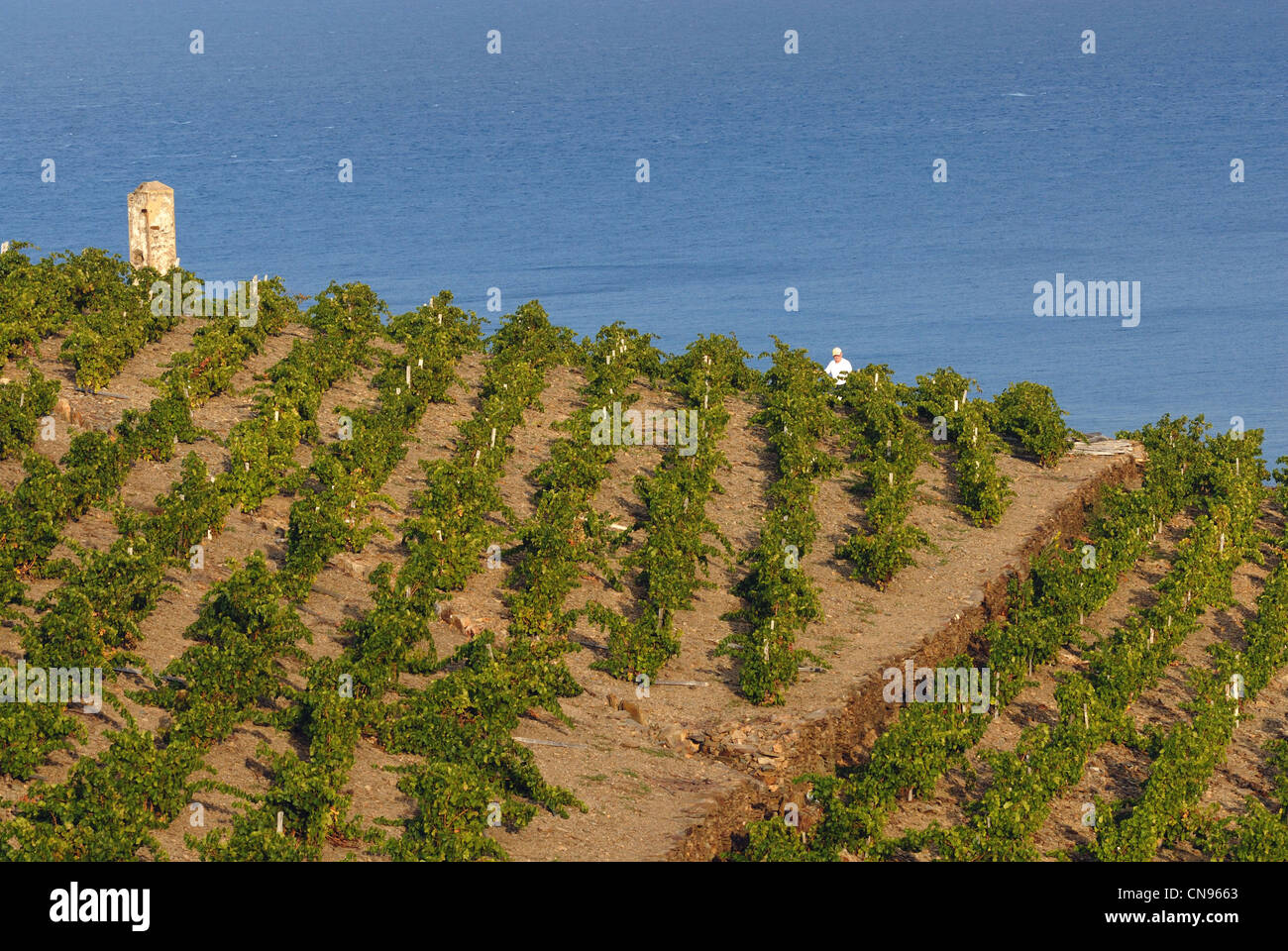 France, Pyrenees Orientales, above vineyards of Banyuls sur Mer, Port ...