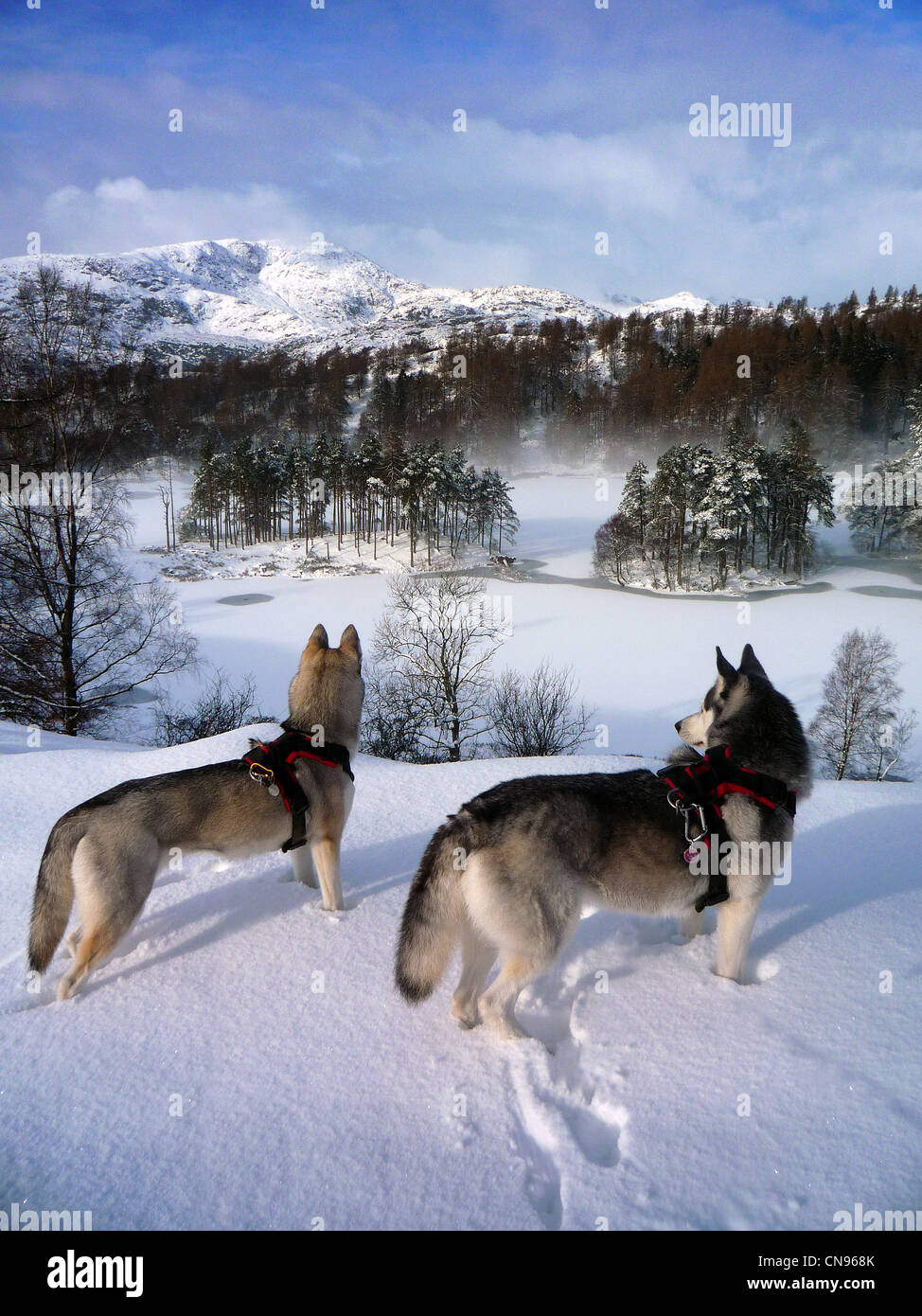 Siberian Huskies overlooking Tarn Hows, Cumbria, UK Stock Photo - Alamy