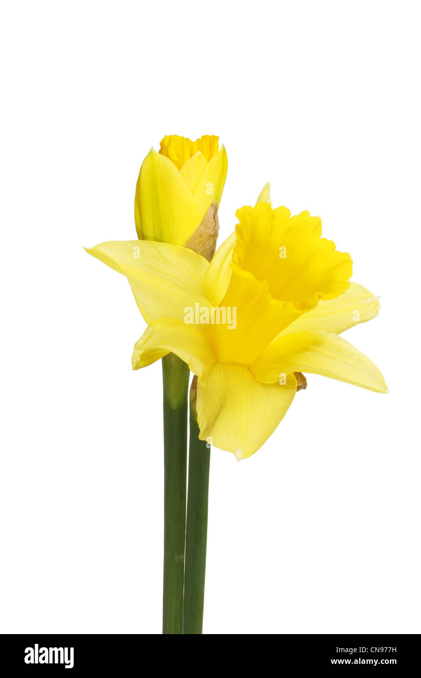 Daffodil flower and breaking bud isolated against white Stock Photo - Alamy