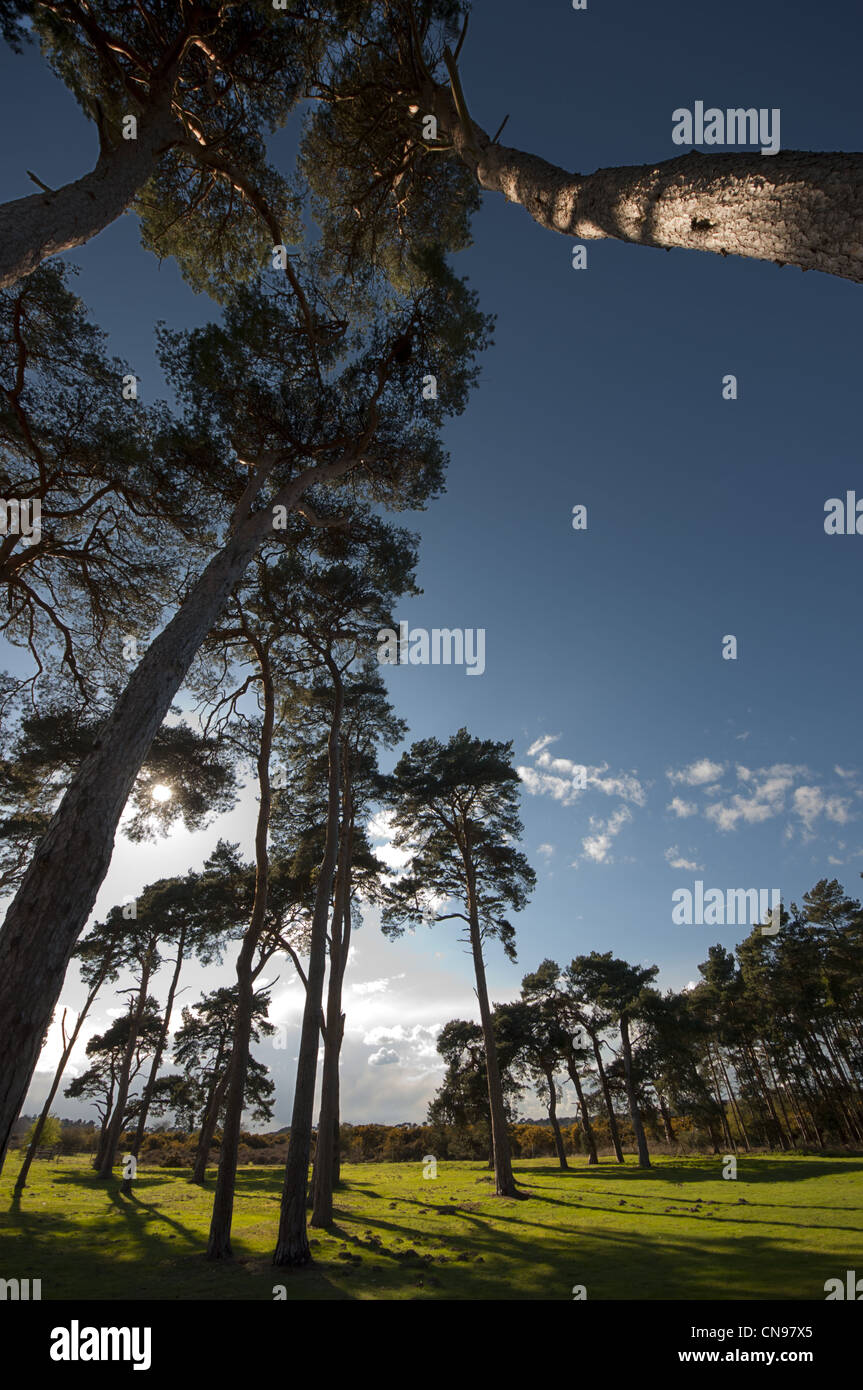 Breckland trees hi-res stock photography and images - Alamy