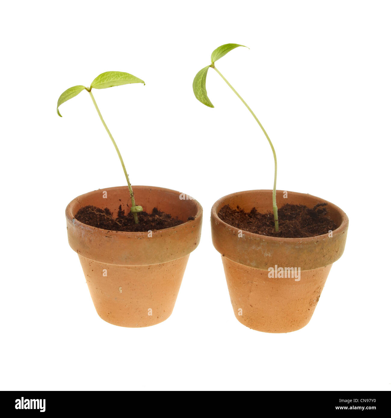 Seedlings in pots Cut Out Stock Images & Pictures - Alamy