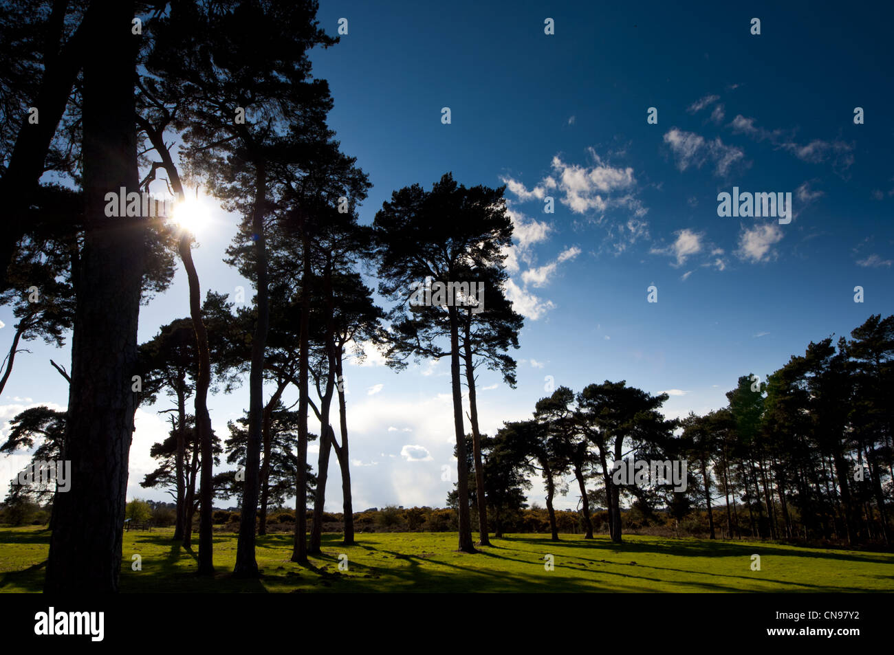 Thetford Forrest High Resolution Stock Photography and Images - Alamy