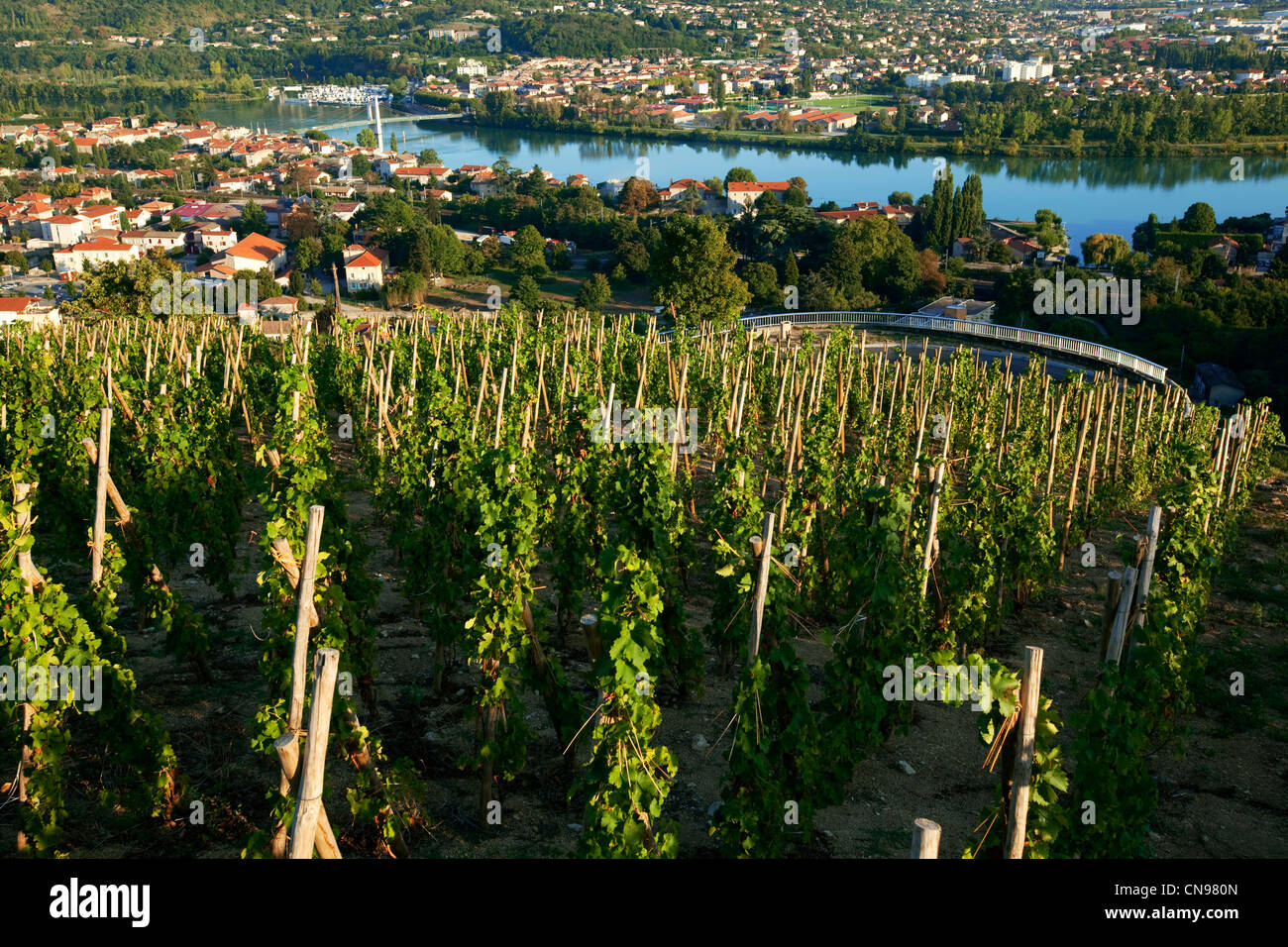 Vineyards of condrieu hi-res stock photography and images - Alamy