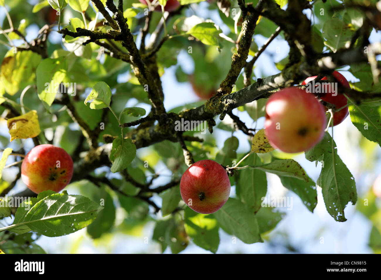 Two apples tree stem hi-res stock photography and images - Alamy