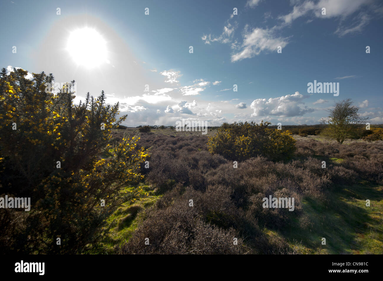 Breckland hi-res stock photography and images - Alamy
